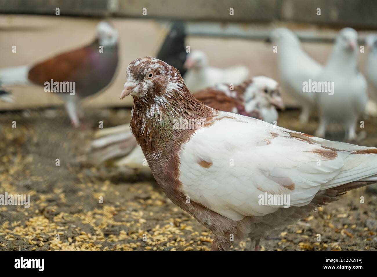 Dove bird in the yard. Group of doves. Close up shot Stock Photo - Alamy