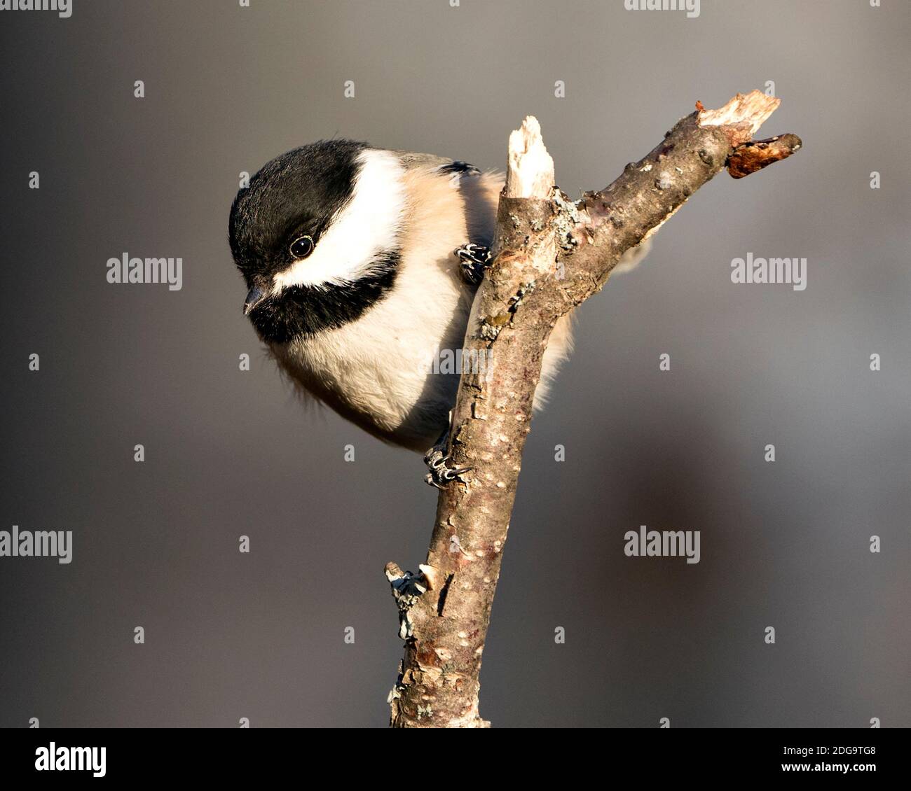 Chickadee close up profile view hi-res stock photography and images - Alamy