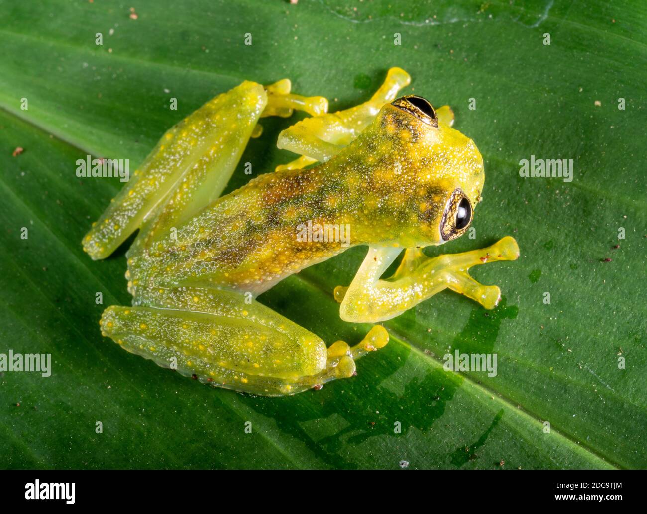 White-spotted Cochran Frog (Sachatamia albomaculata). On a leaf beside ...