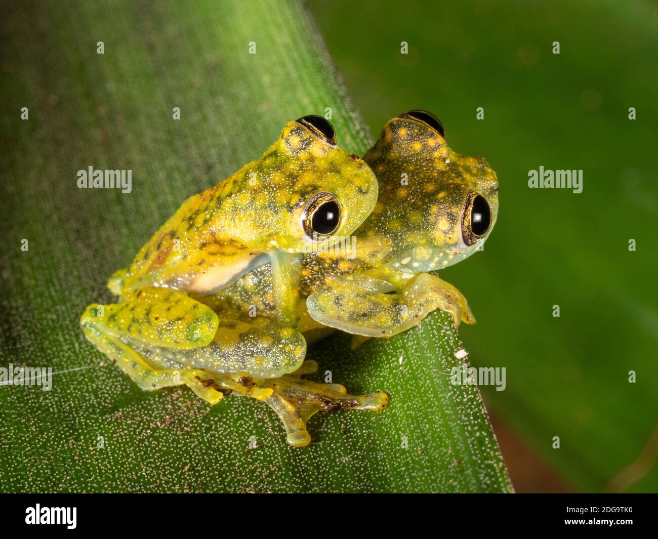 White-spotted Cochran Frog (Sachatamia albomaculata). Pair in amplexus ...