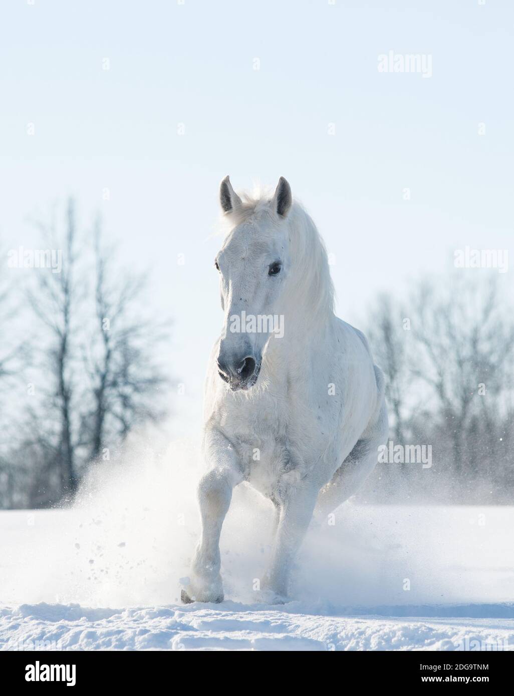White Horse Running In Snow