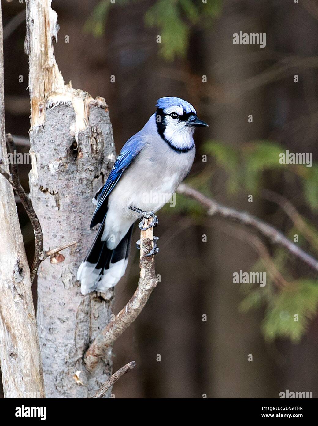 Jay photos hi-res stock photography and images - Alamy