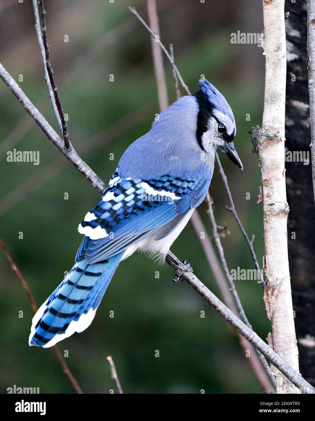 Jay photos hi-res stock photography and images - Alamy