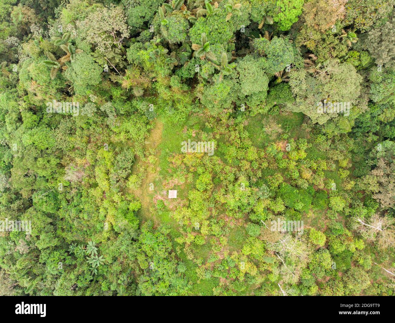 Overhead shot of the rainforest edge, Untouched primary rainforest at ...