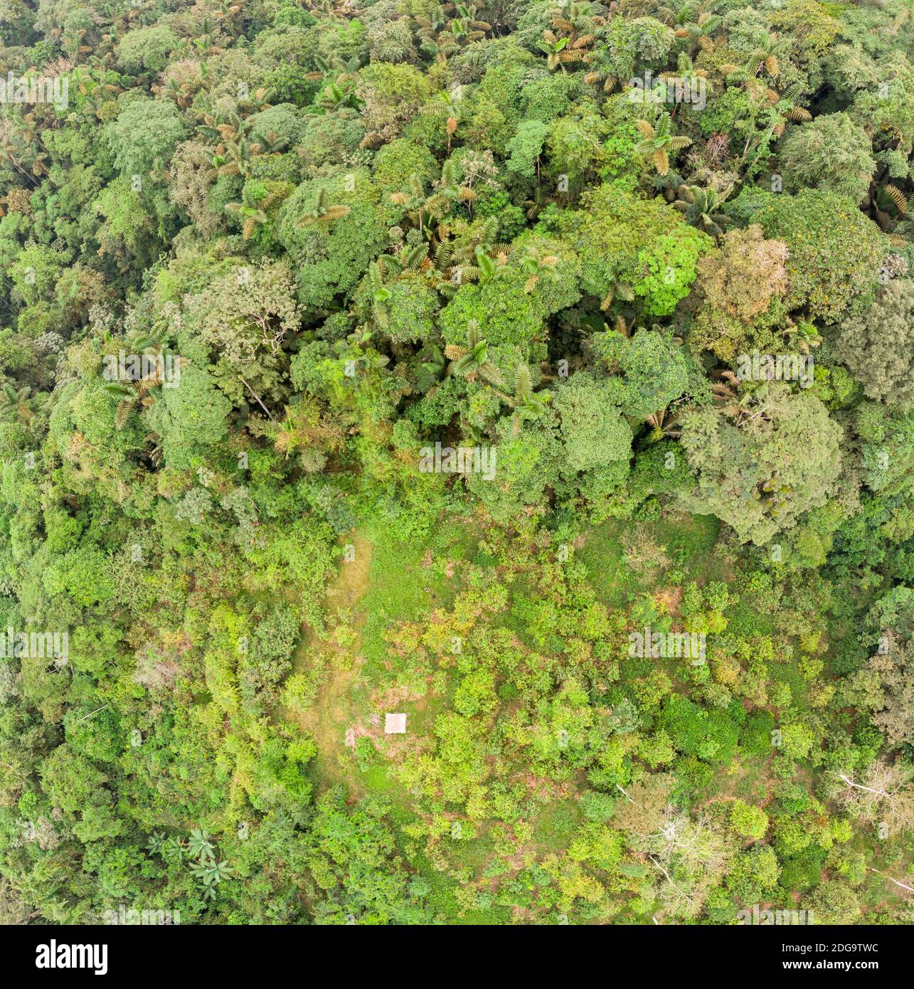 Overhead shot of the rainforest edge, Untouched primary rainforest at ...