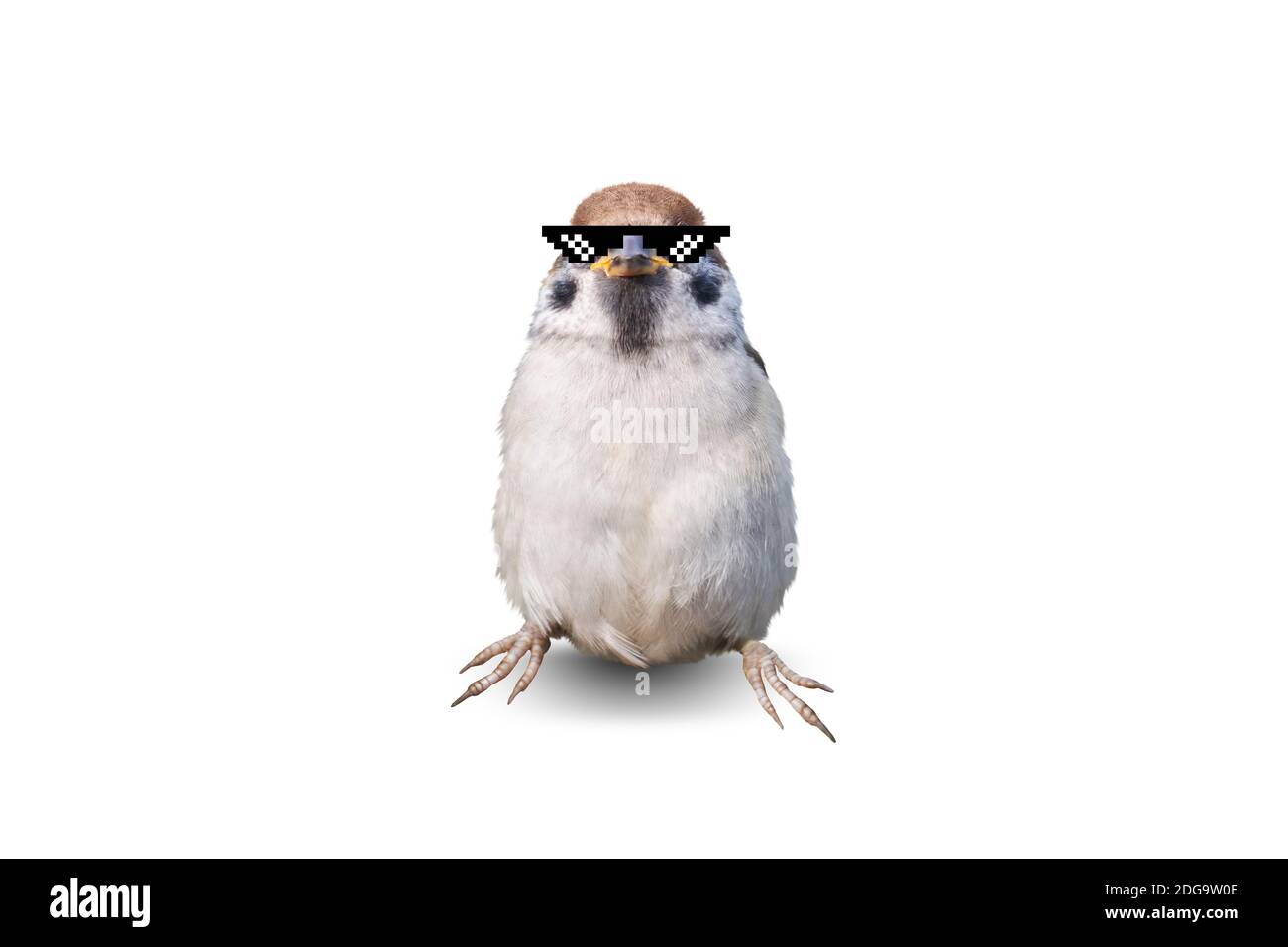 cool sparrow in pixel glasses isolated on white background, art Stock ...