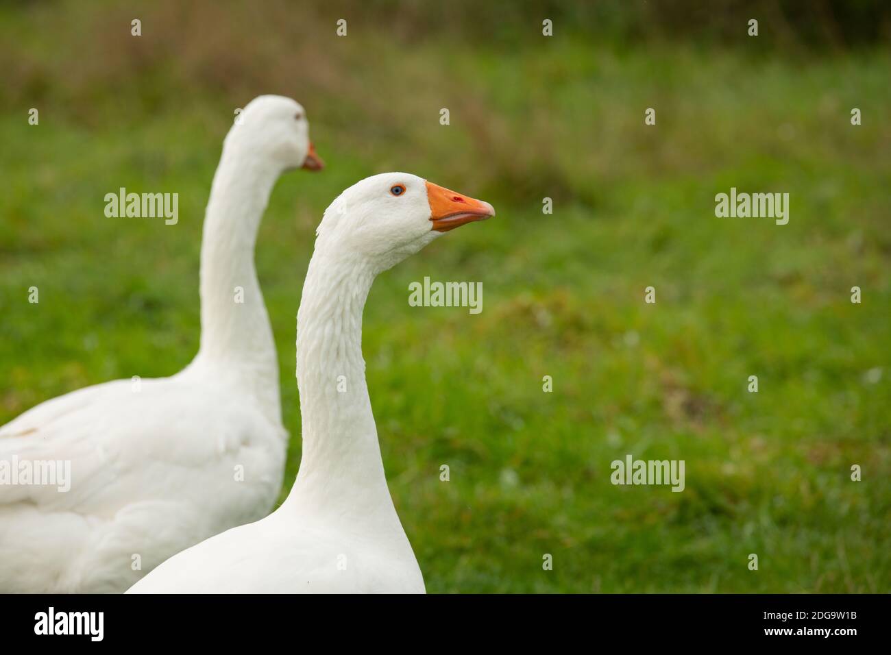 Emdener goose hi-res stock photography and images - Alamy