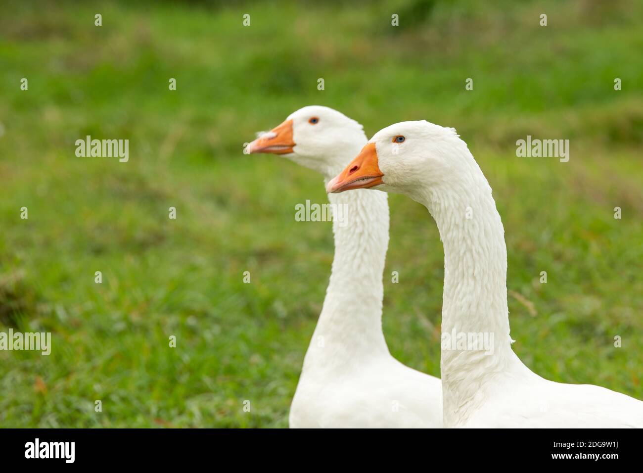 Emder hi-res stock photography and images - Alamy