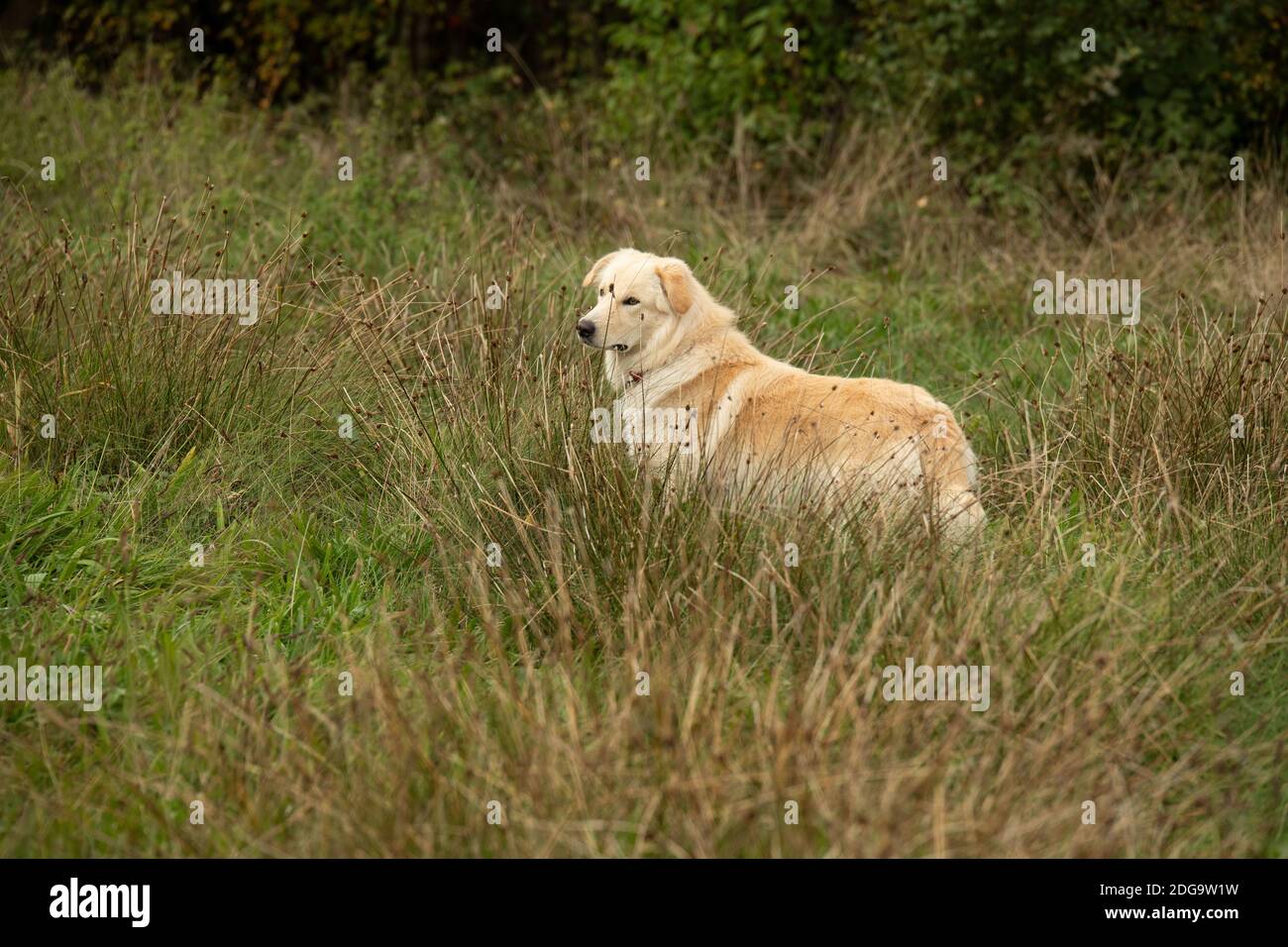 Carpatin mix, livestock guardian dog Stock Photo - Alamy Carpatin mix, livestock guardian dog Stock Photo - Alamy