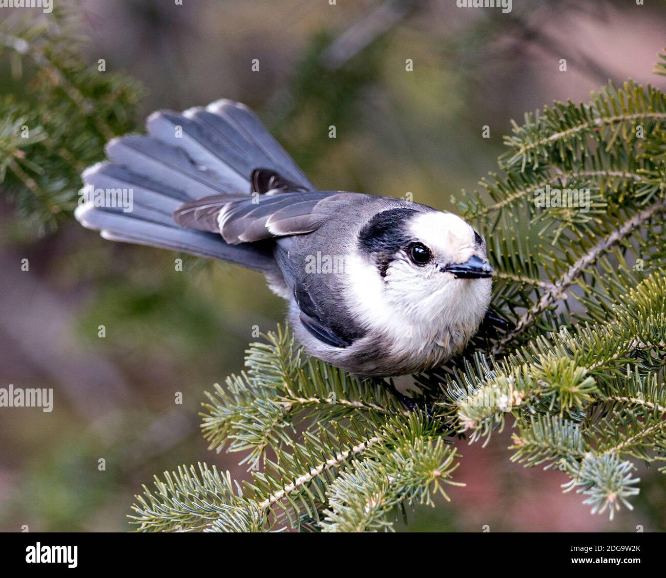 Grey jay picture book image hi-res stock photography and images - Alamy