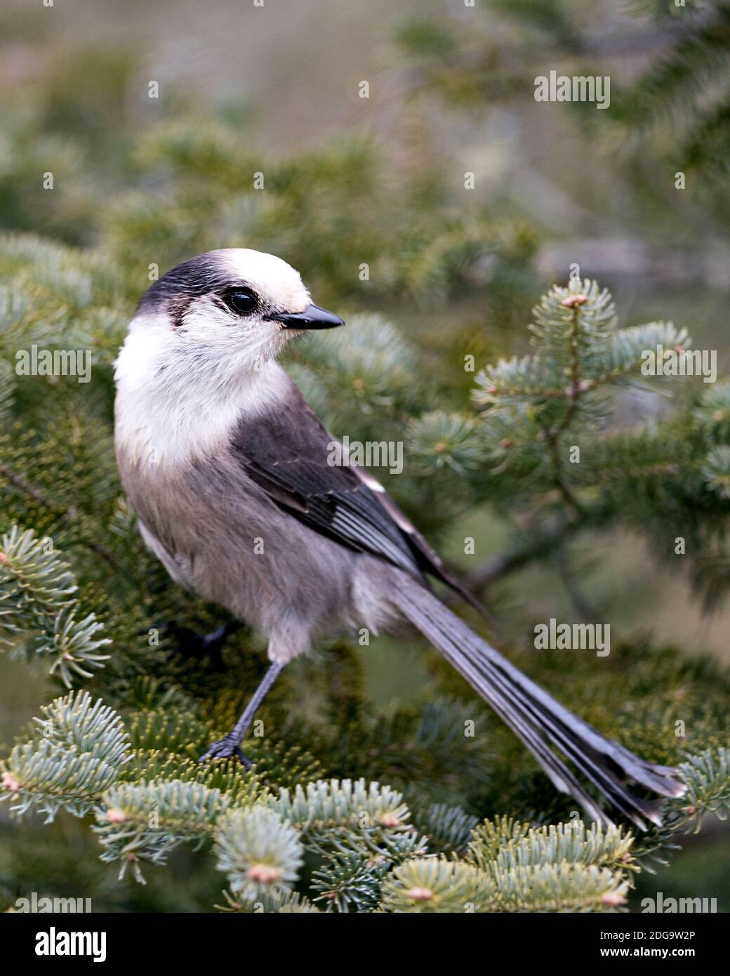 Gray Jay close-up profile view perched on a fir tree branch in its ...