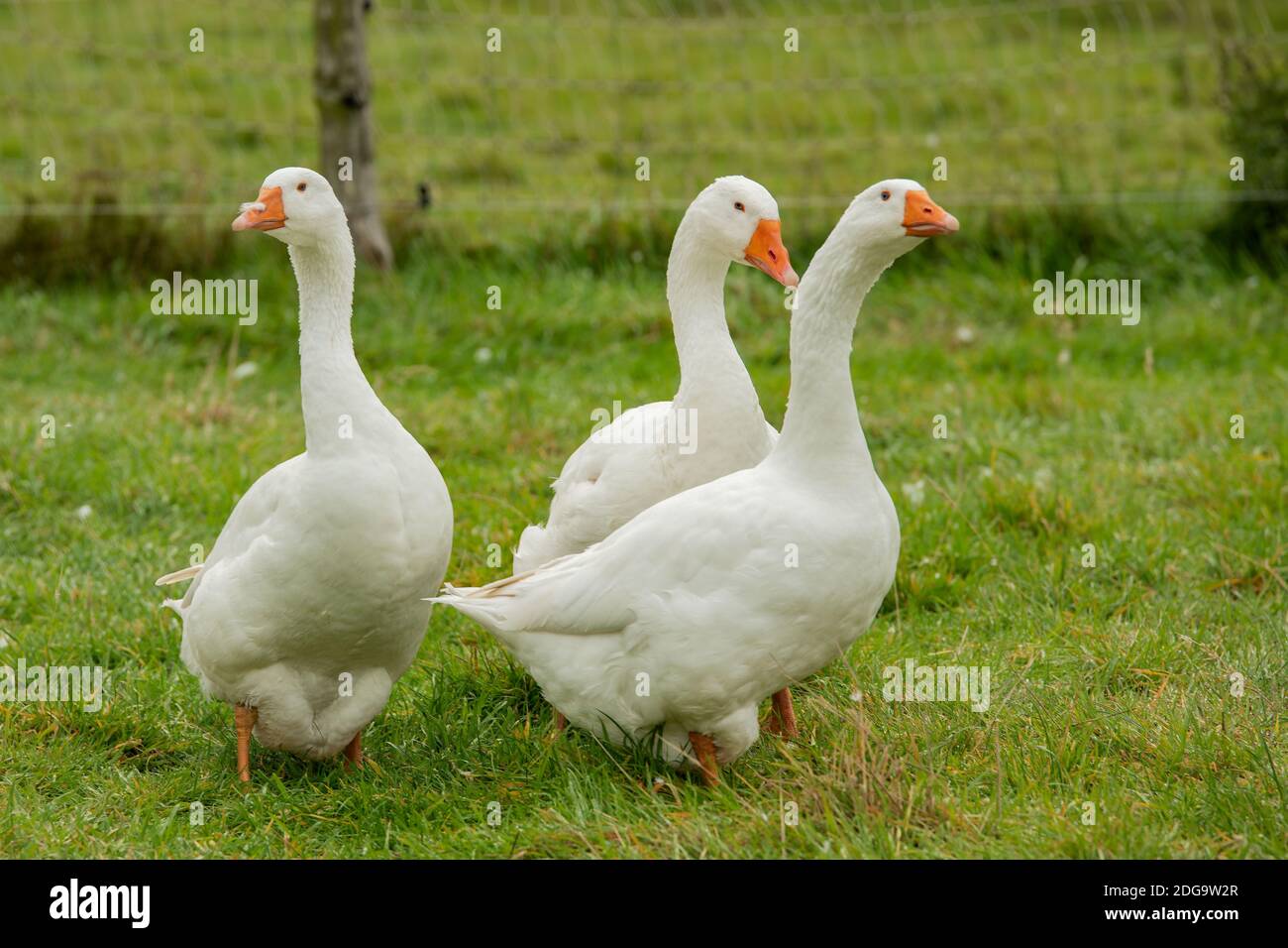 Emder hi-res stock photography and images - Alamy