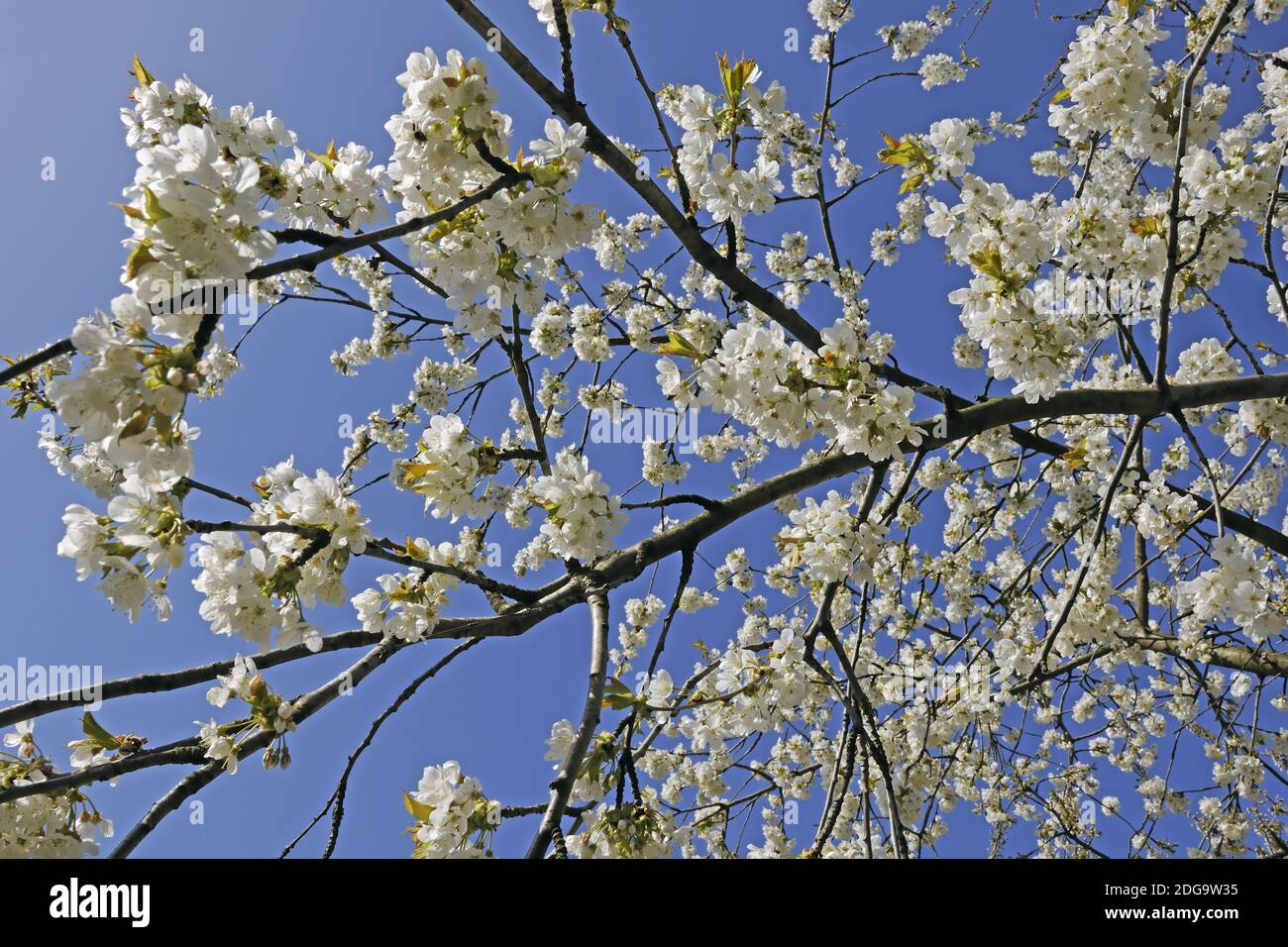 Kirschbaum obstbaum hi-res stock photography and images - Alamy
