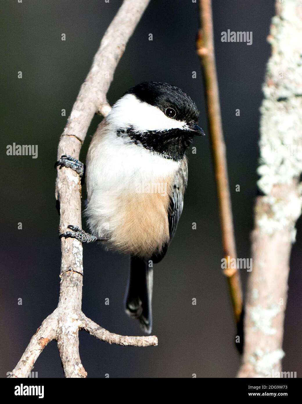 Chickadee entertainment image hi-res stock photography and images - Alamy