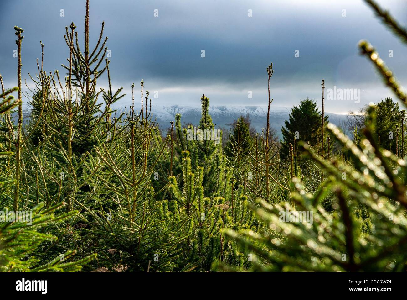 Christmas trees, Clitheroe, Lancashire Stock Photo - Alamy