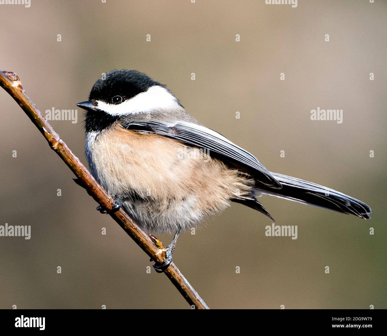 Chickadee entertainment image hi-res stock photography and images - Alamy