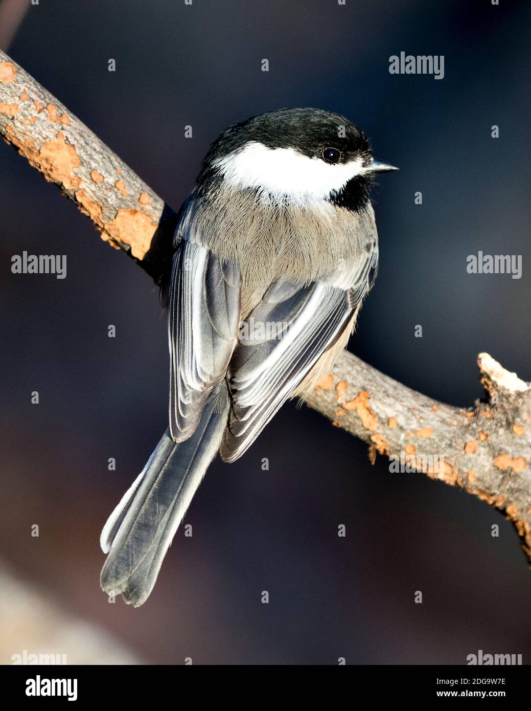 Chickadee perched on a branch with a blur background in its habitat and ...