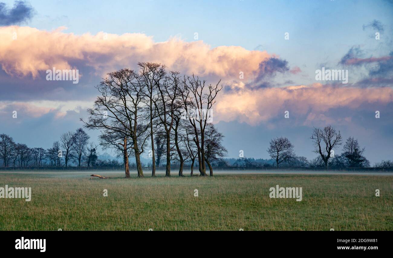 Trees in the evening mist, Whitewell, Clitheroe, Lancashire Stock Photo ...