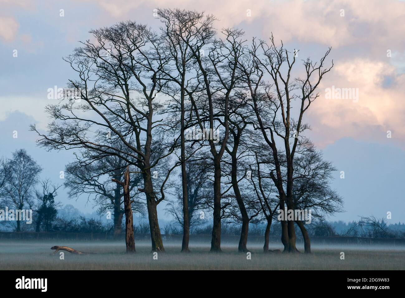 Trees in the evening mist, Whitewell, Clitheroe, Lancashire Stock Photo ...