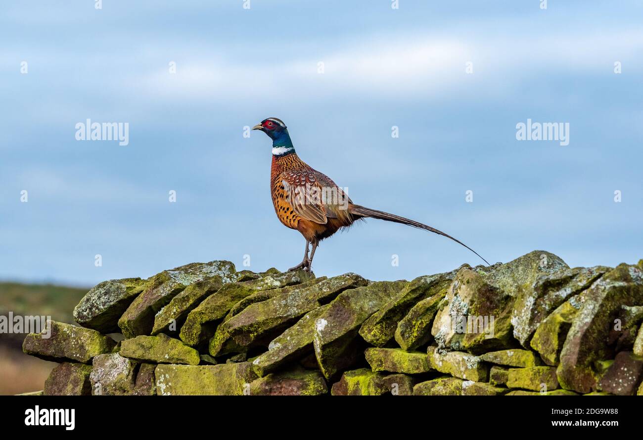 A cock pheasants on a stone wall, Whitewell, Clitheroe, Lancashire, UK ...