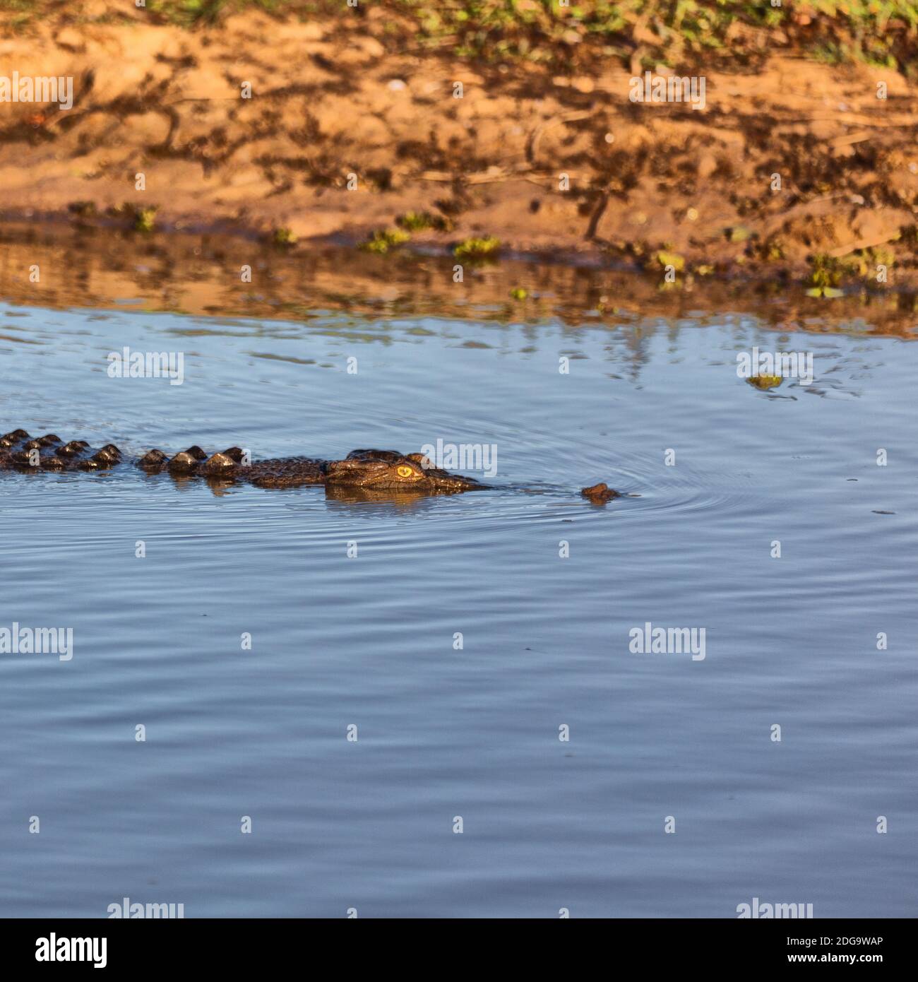 In australia reptile crocodile in the river Stock Photo - Alamy