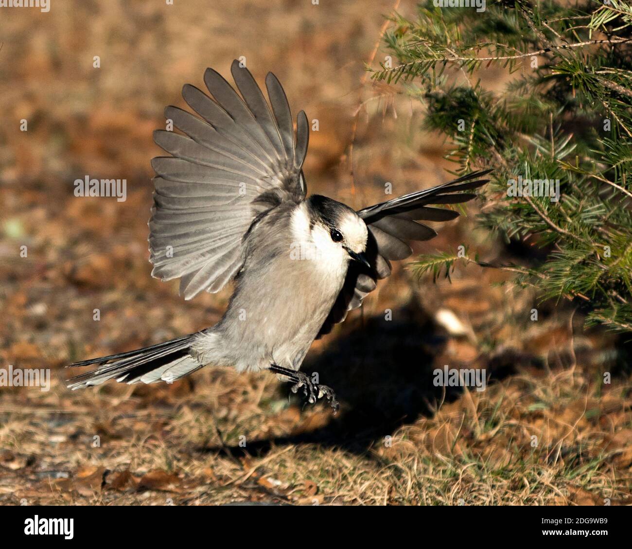 Spre hi-res stock photography and images - Alamy