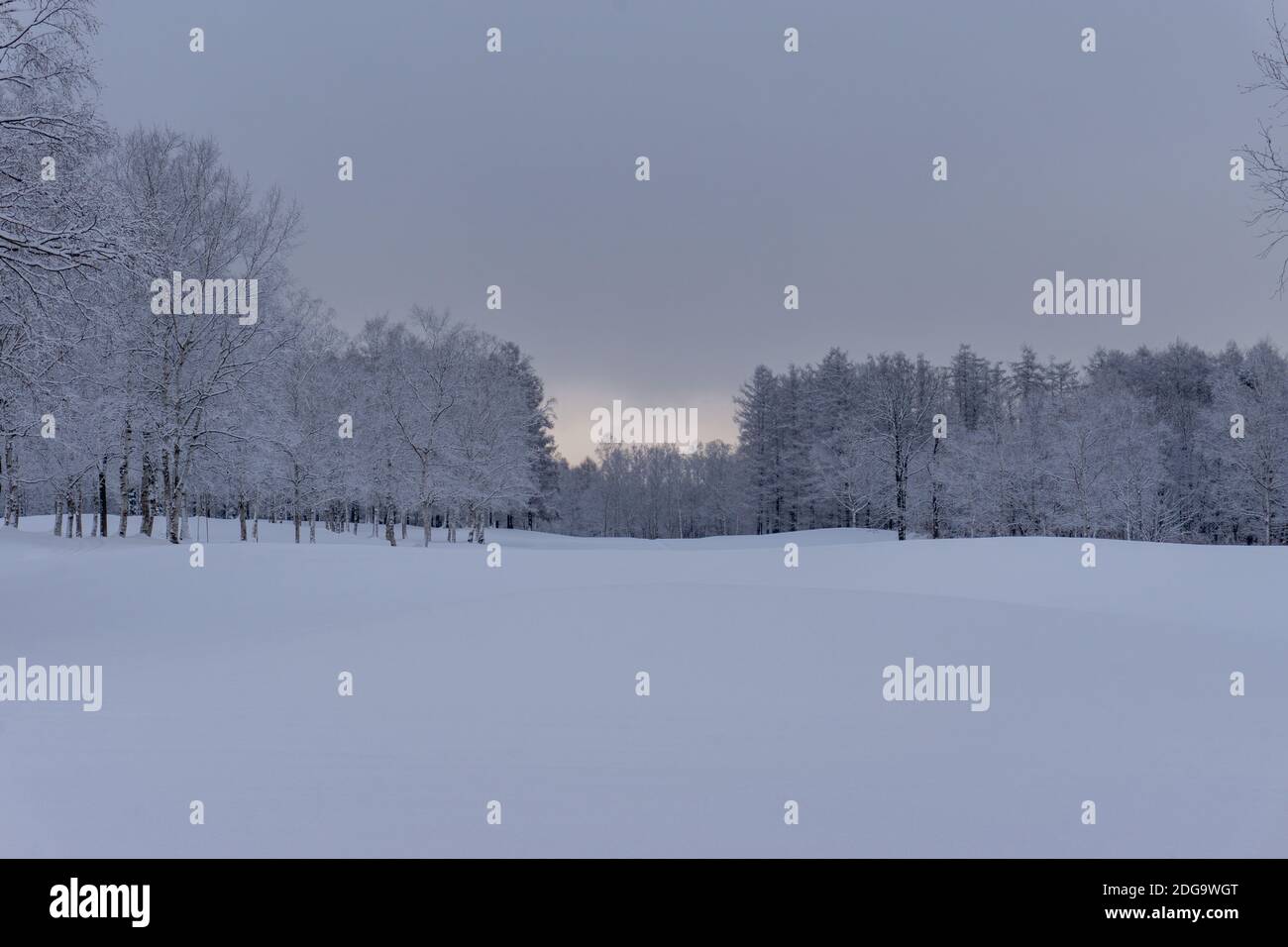 Peaceful snow field surrounded by forests in Niseko, Hokkaido Japan ...