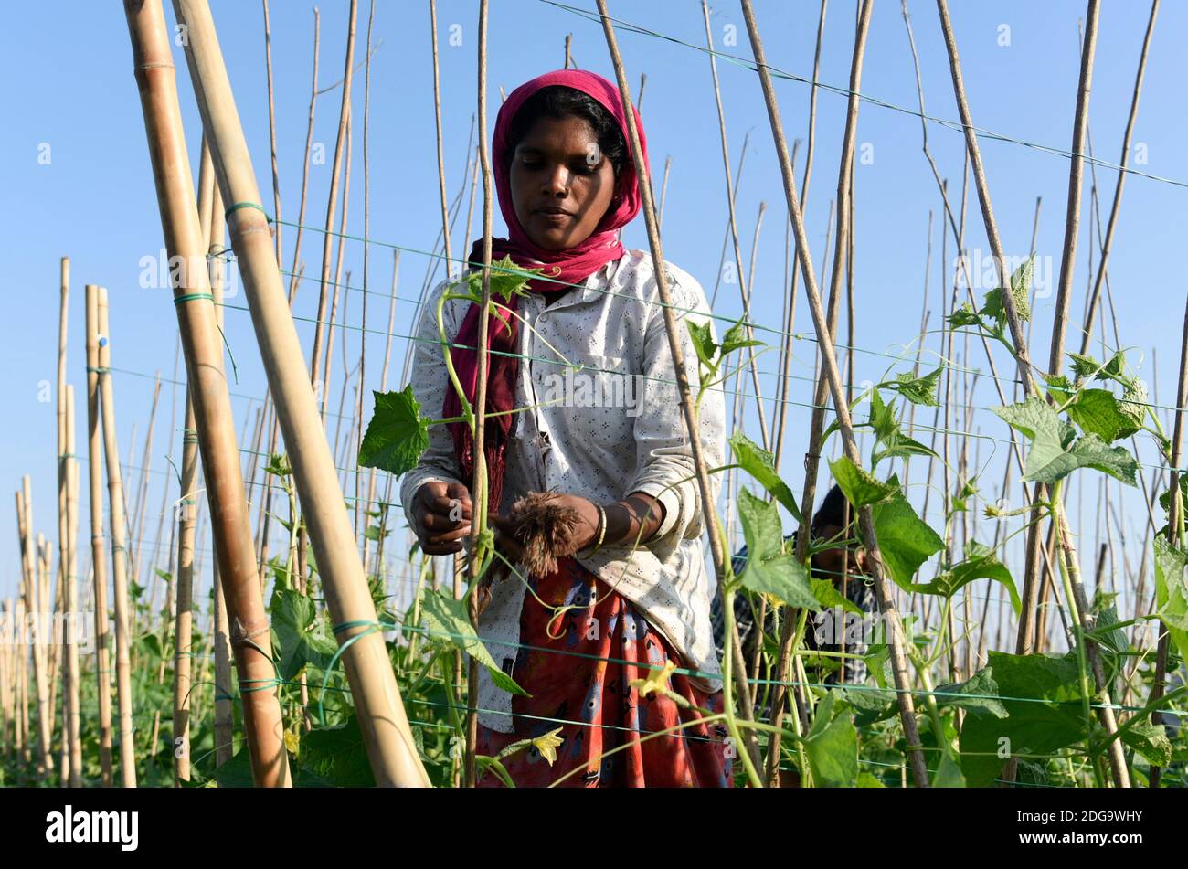 Barpeta, Assam, India. 8th Dec, 2020. Farmer working in a cucumber farm ...