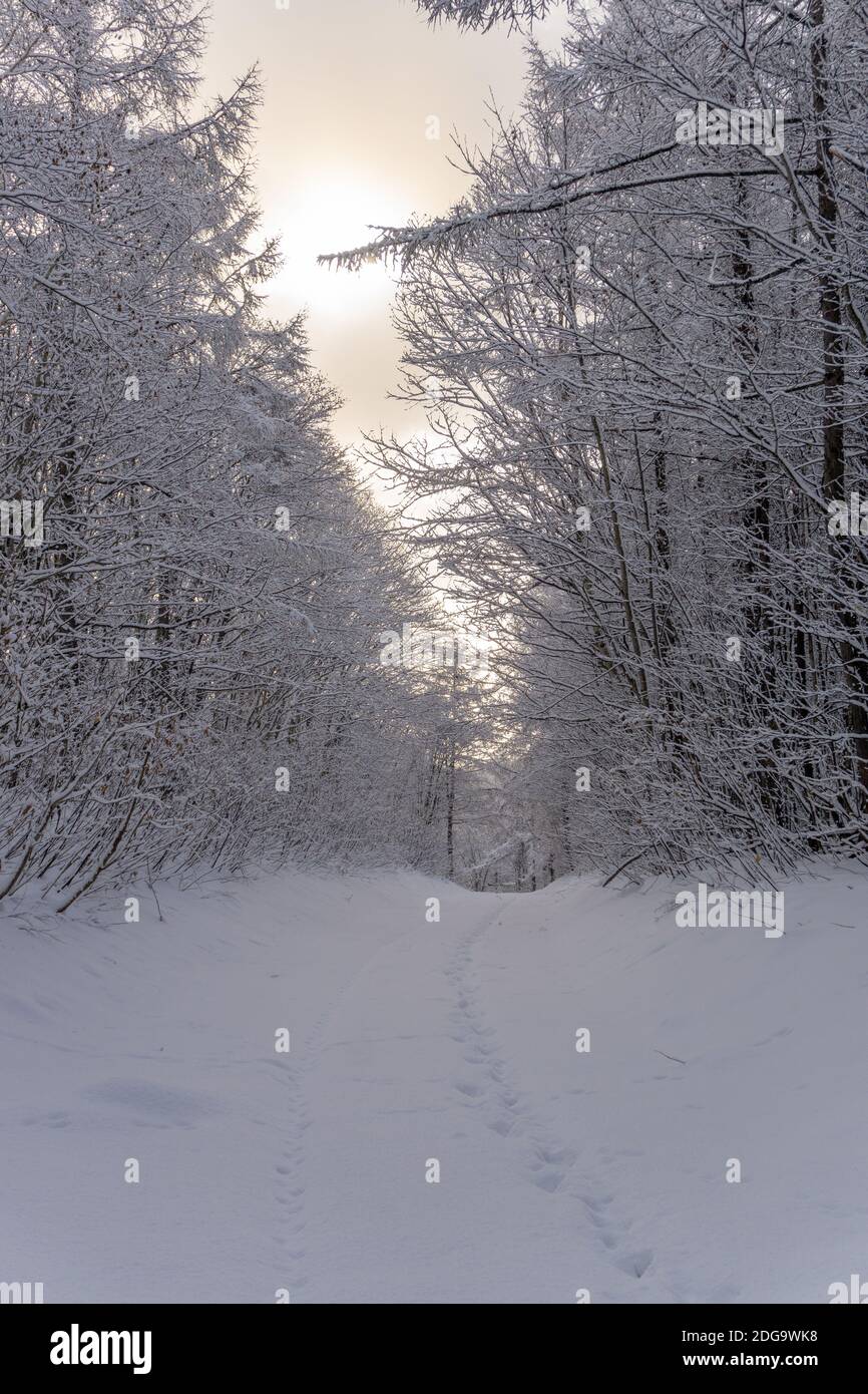 Snowy woodland path in the early morning. Niseko, Hokkaido, Japan Stock ...
