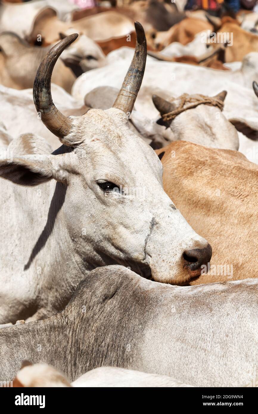 In the animal market lots of bulls Stock Photo - Alamy