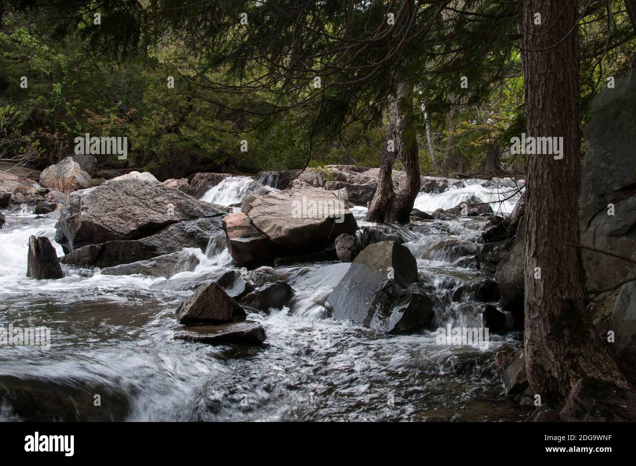 Tree with a hold in the trunk in centre of the water rapid and rocks in ...