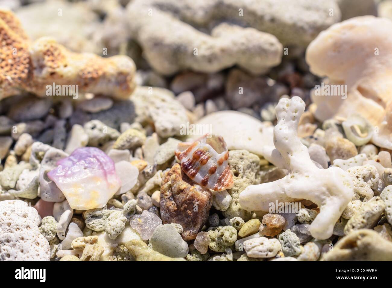 Macro pattern from shells and pieces of corals on the beach Stock Photo ...