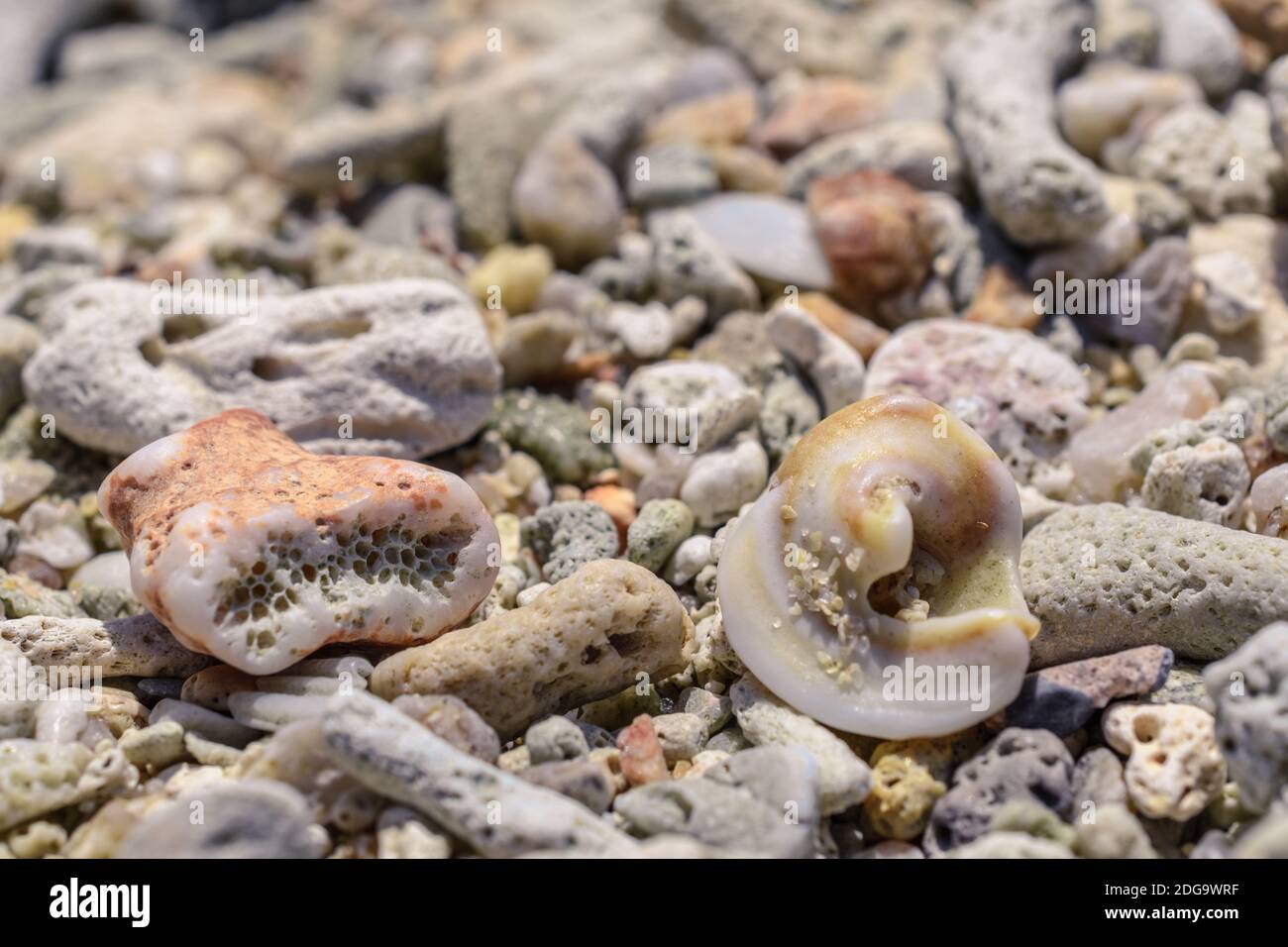 Macro pattern from shells and pieces of corals on the beach Stock Photo ...