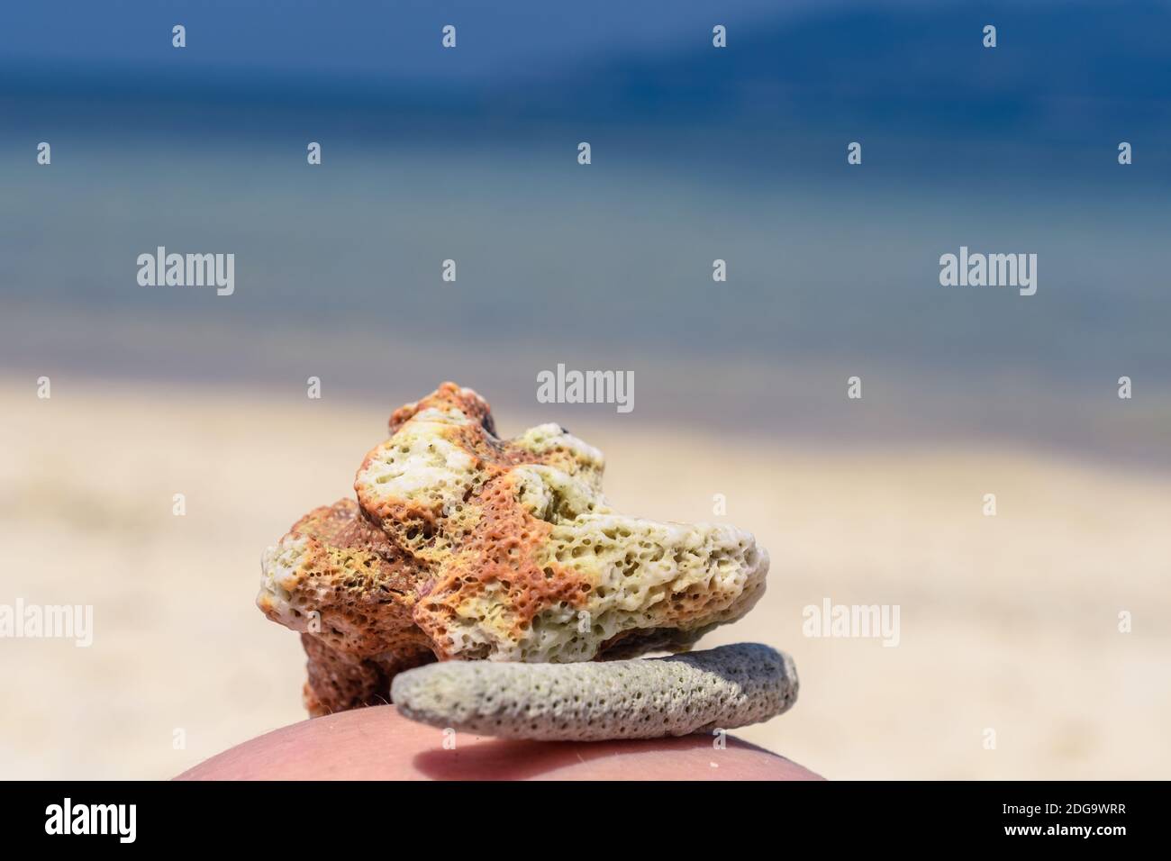 Macro pattern from shells and pieces of corals on the beach Stock Photo ...