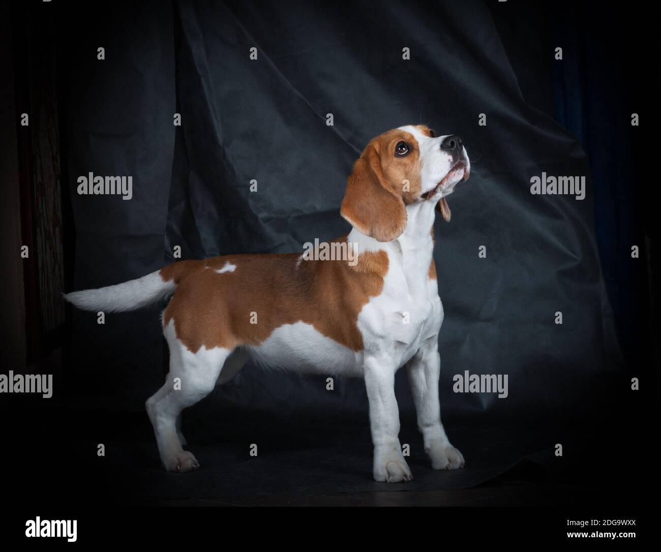 English beagle hi-res stock photography and images - Alamy