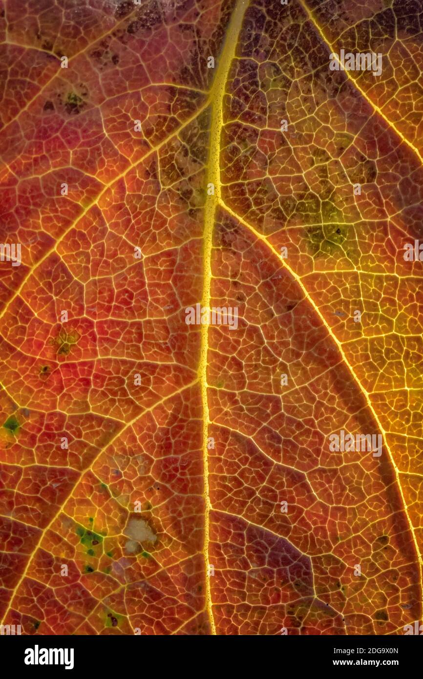 Leaf diversity hi-res stock photography and images - Alamy
