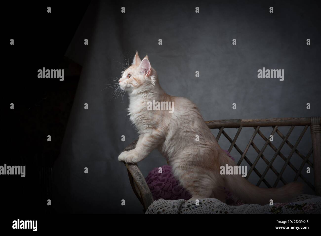 maine coon kitten sitiing on a bench in studio Stock Photo - Alamy