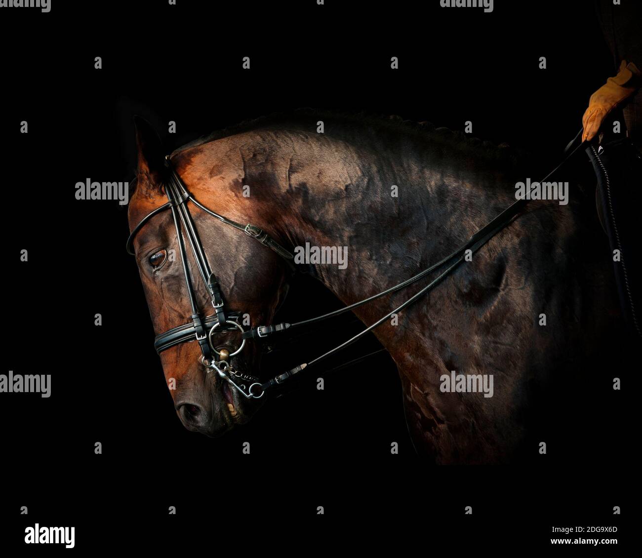 Purebred dressage stallion working in the dark Stock Photo - Alamy