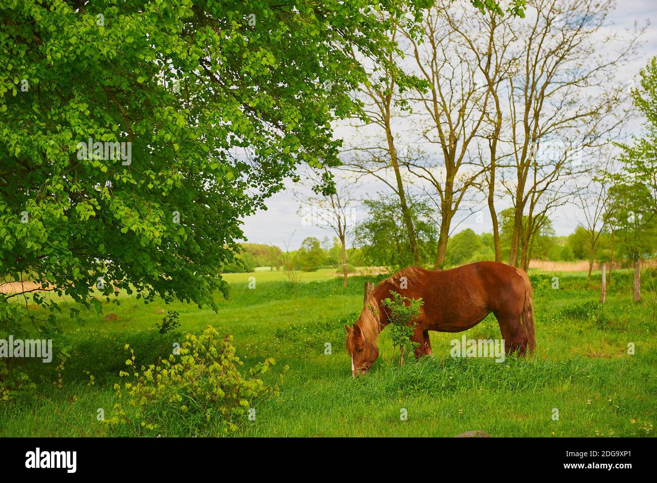 a horse grazing in the paddock among the trees Stock Photo - Alamy