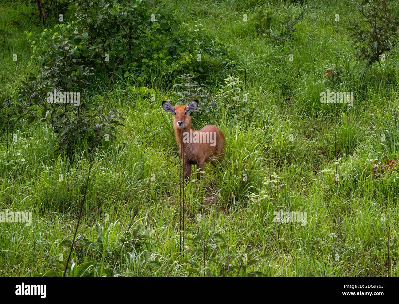 Antelope animals hi-res stock photography and images - Alamy