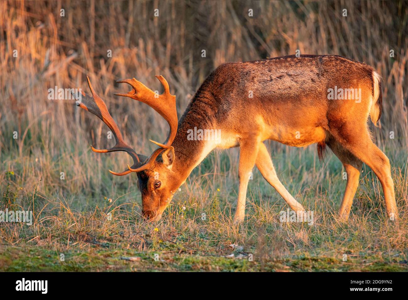 Fallow deer stag Stock Photo - Alamy