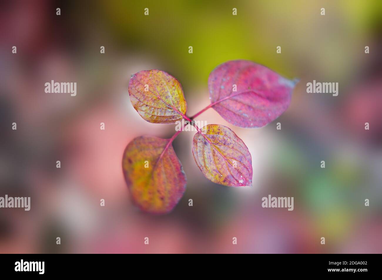 a nice colourful leaf at an bush in autumn Stock Photo - Alamy