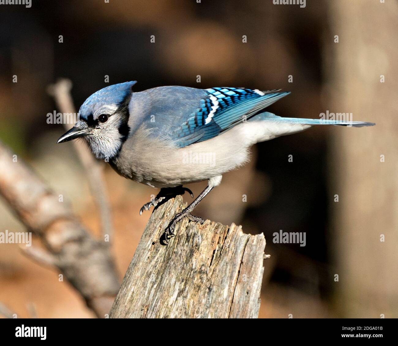 Blue Jay Stock Photos. Blue Jay perched on a tree stump with a blur ...