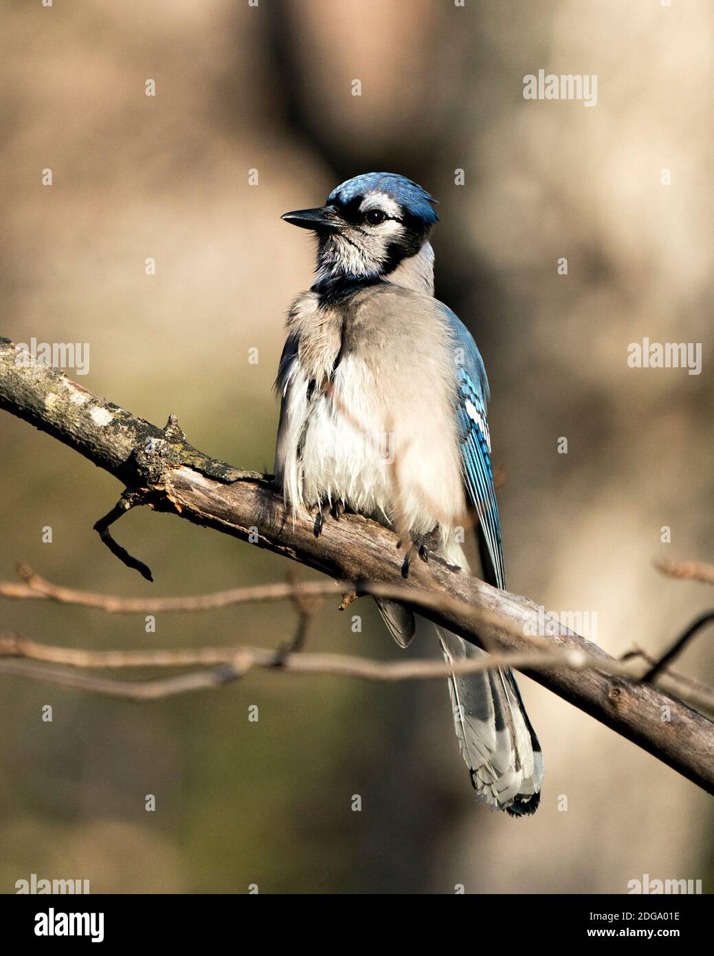 Jay photos hi-res stock photography and images - Alamy