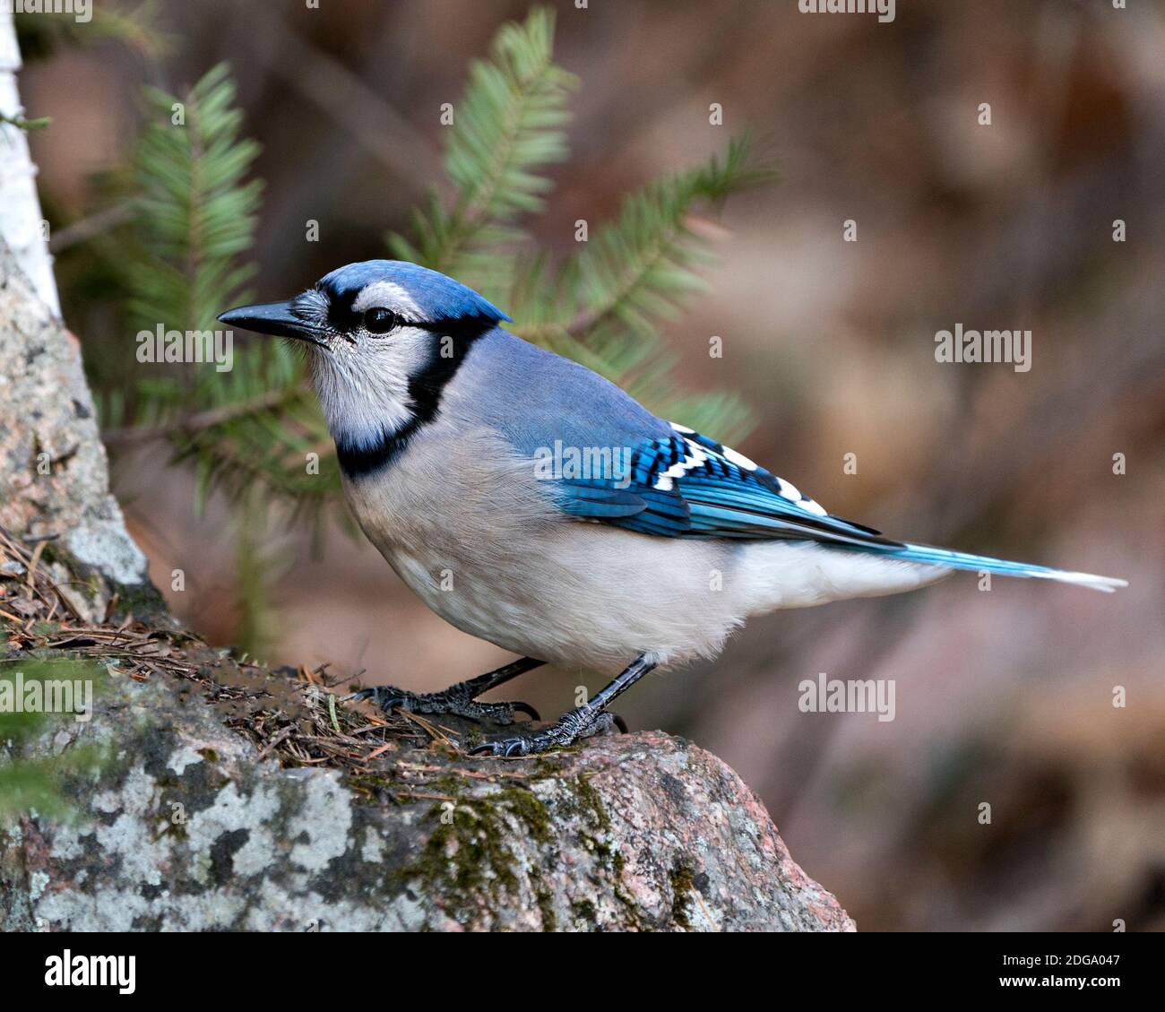 Jay photos hi-res stock photography and images - Alamy