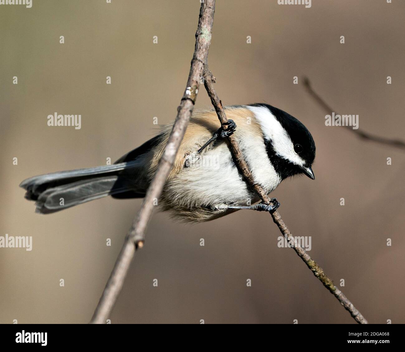 Chickadee close-up profile view on a tree branch with a blur background ...