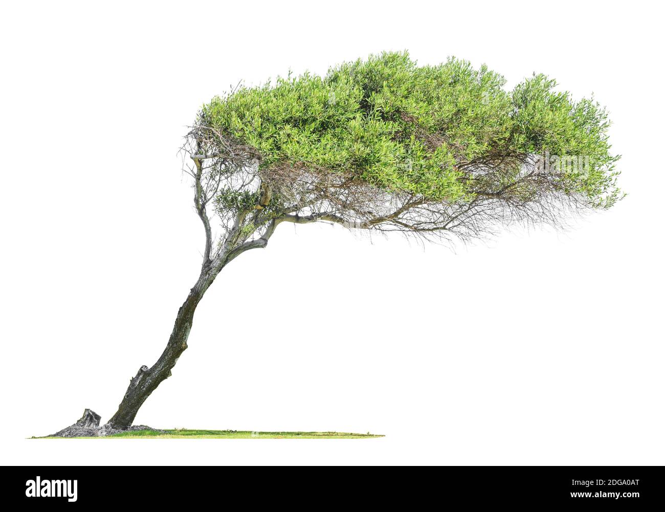 Eucalyptus forest Cut Out Stock Images & Pictures - Alamy