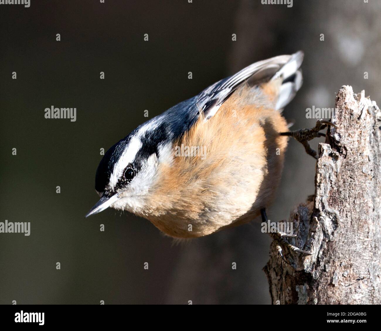 Nuthatch close-up profile view perched on a tree branch in its ...