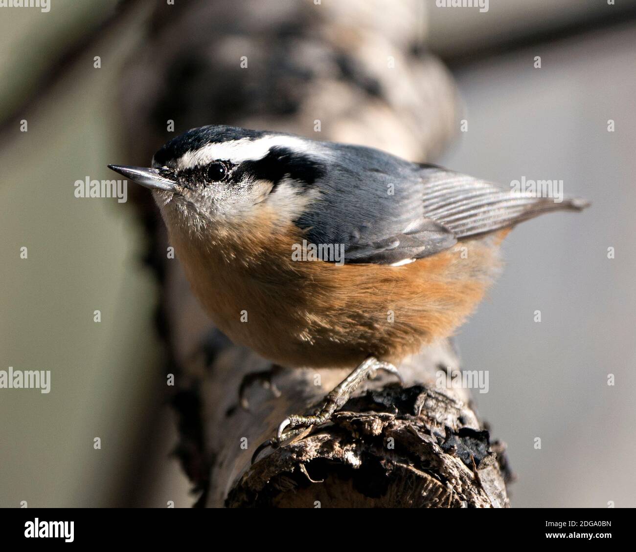 Nuthatch close-up profile view perched on a tree branch in its ...