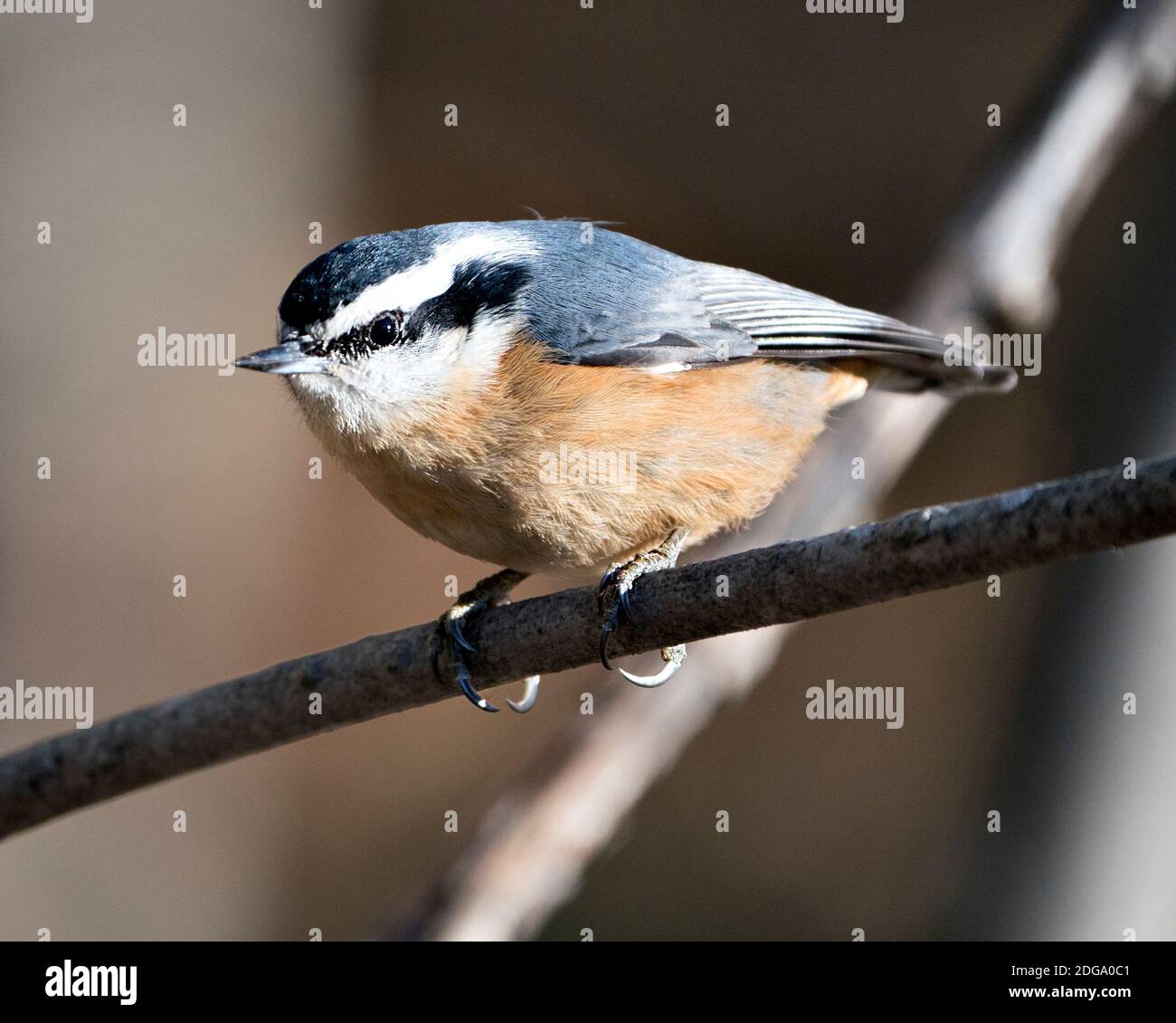 Nuthatch close-up profile view perched on a tree branch in its ...